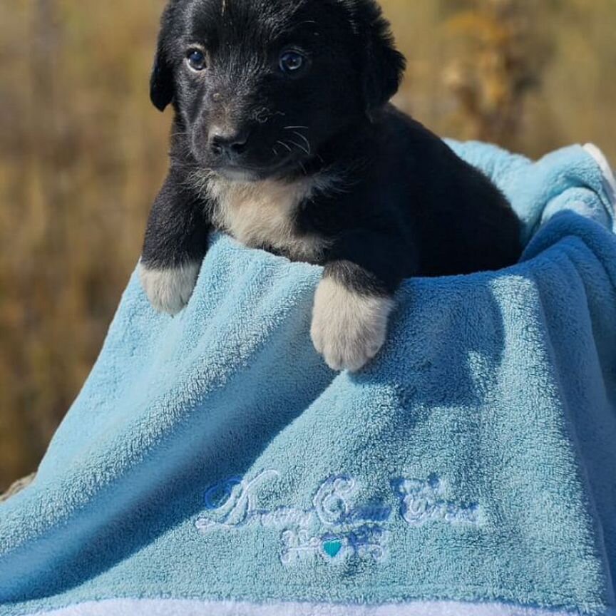 Щенки