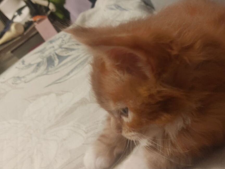 Котята мейн-кун