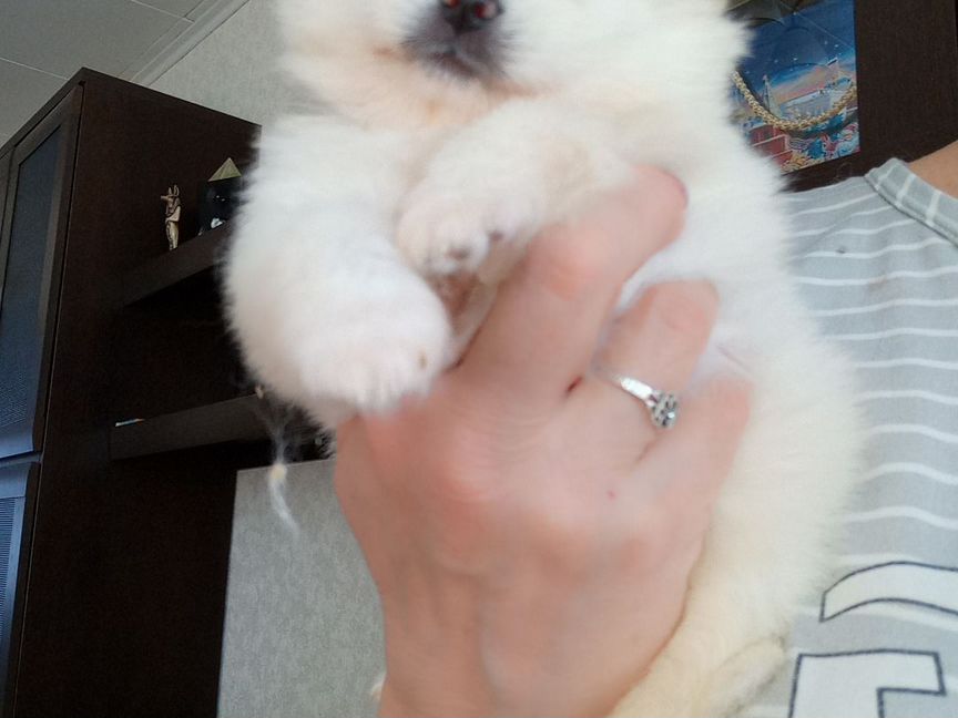 Щенки померанского шпица