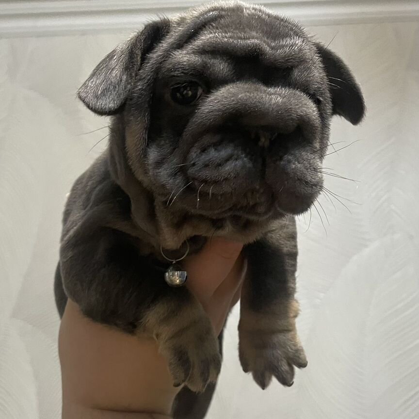 Французский бульдог, щенок