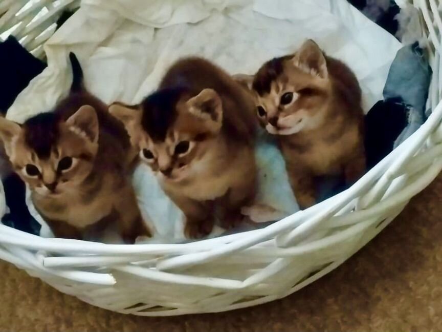 Абиссинская