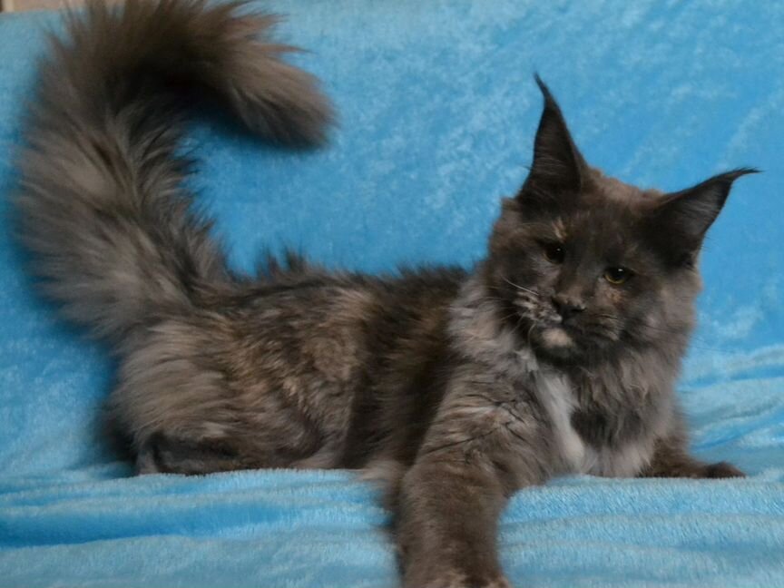 Котята мейн-кун