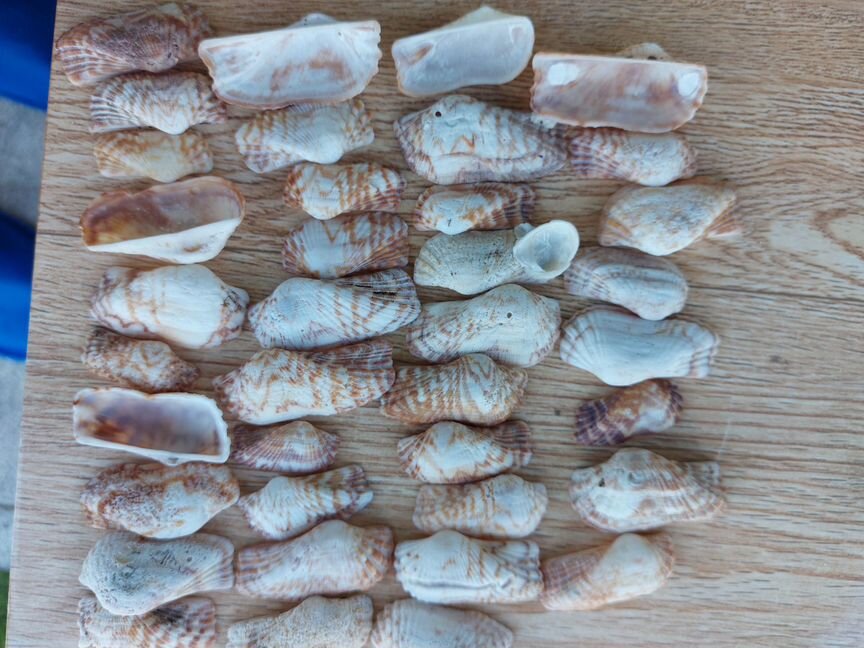 Ракушки моллюсков для декора, поделок