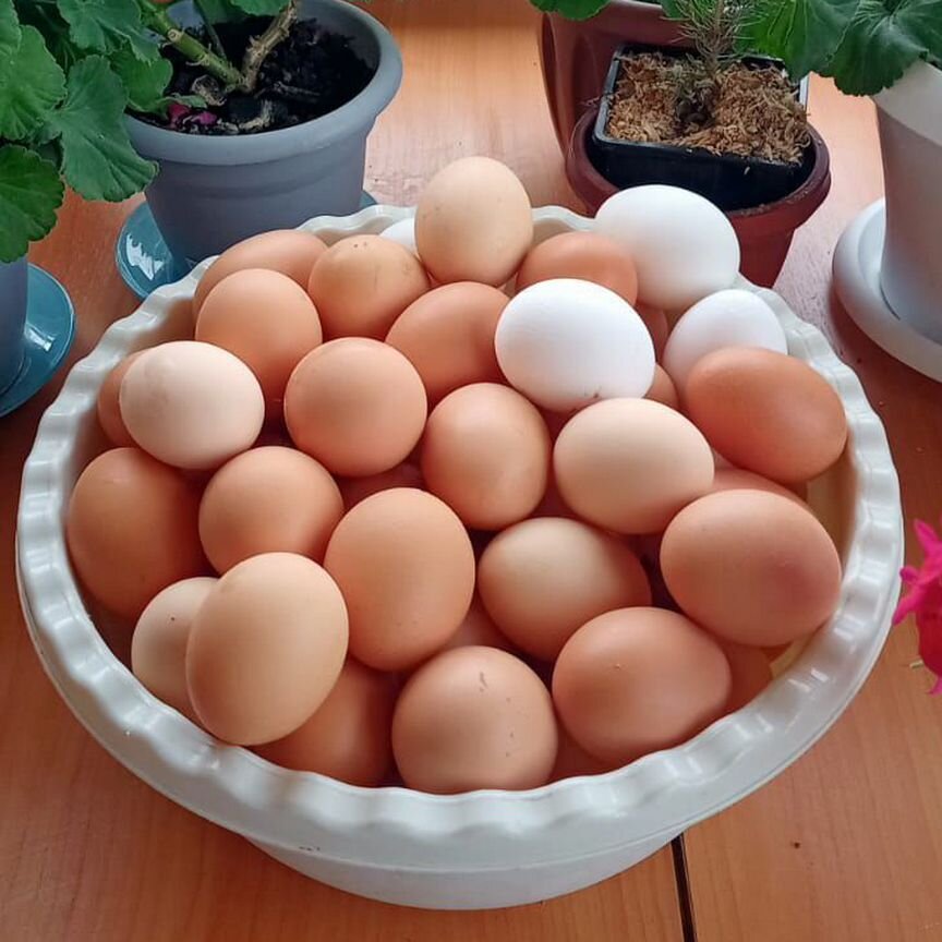 Домашние куриные яйца,цеплята суточные