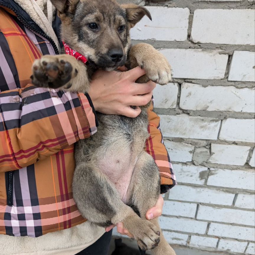 Щенок в добрые руки