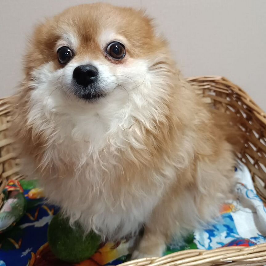 Немецкий шпиц, взрослая собака