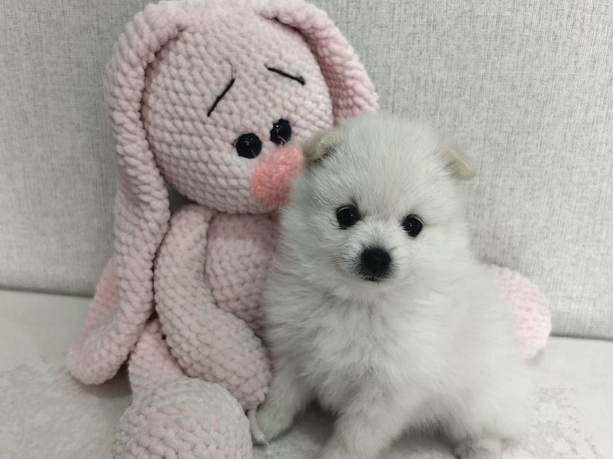 Немецкий мини шпиц