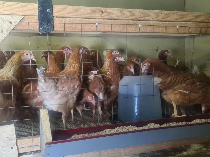 Куры молодки несушки