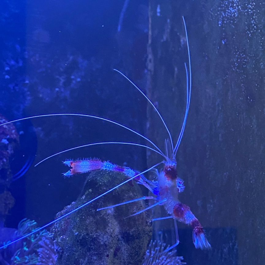 Креветка боксер в морской аквариум