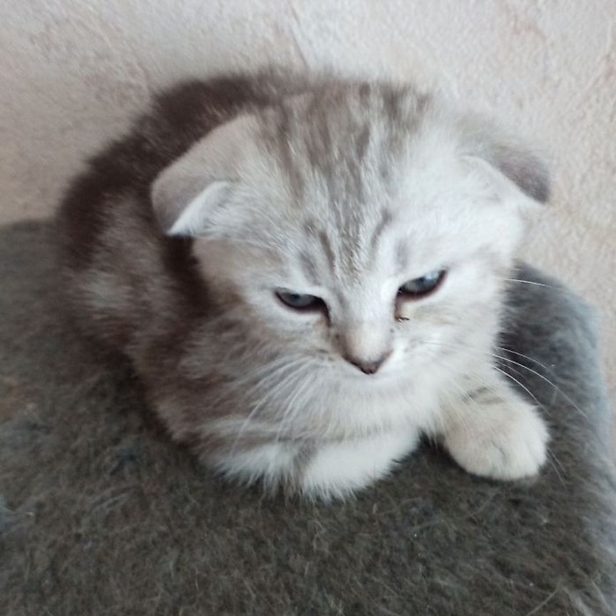 Шотландские вислоухие котёнок