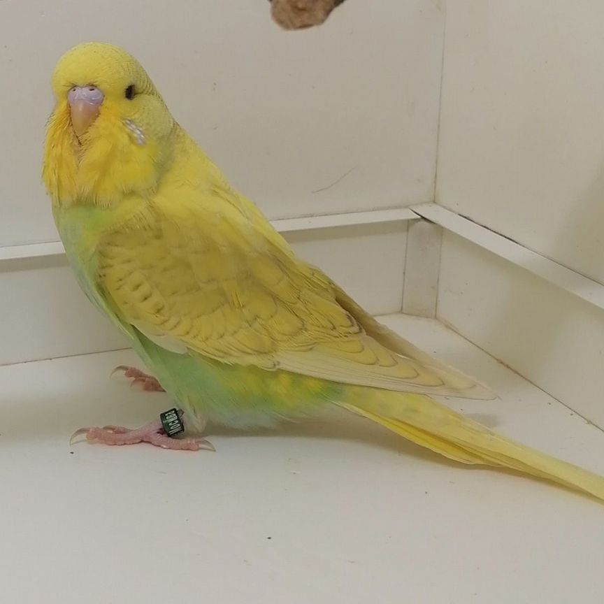 Выставочные волнистые попугаи Чехи,птенцы