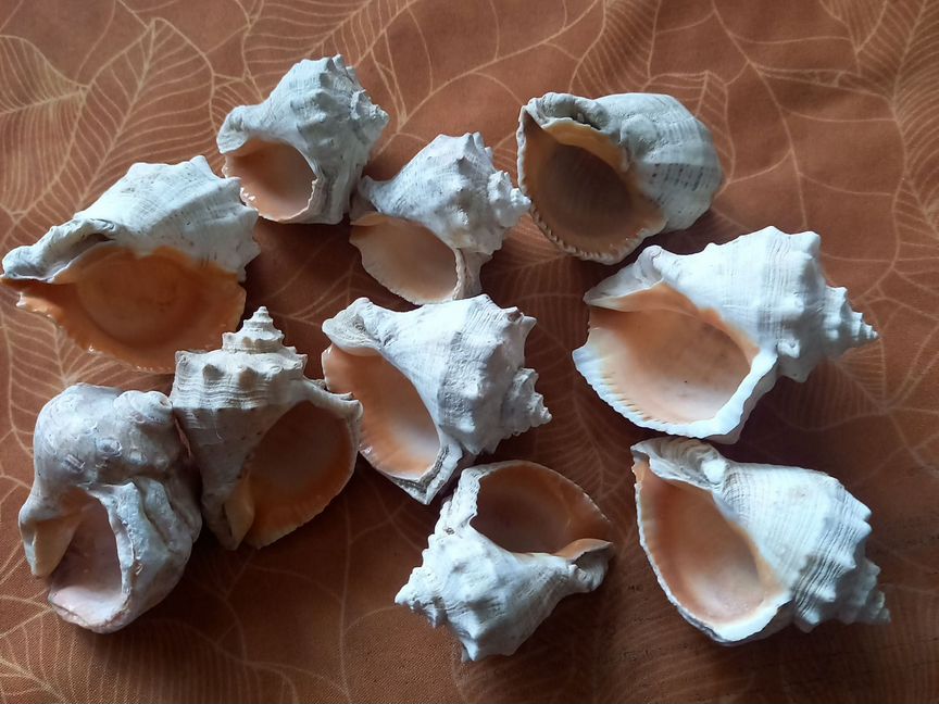 Раковины рапанов для аквариума