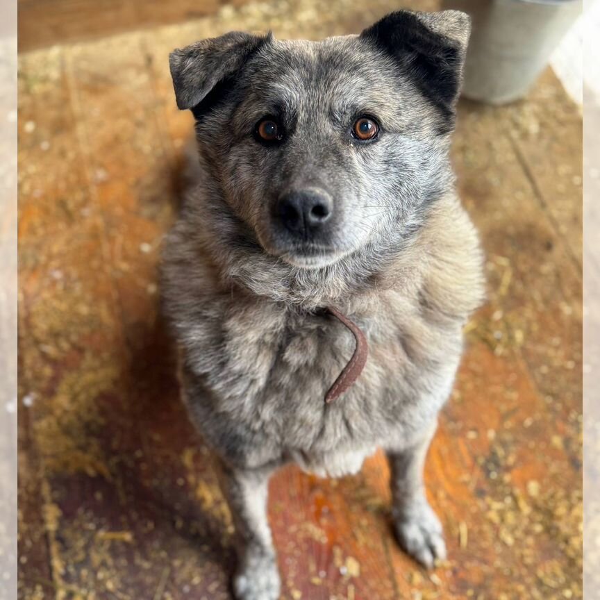 Взрослая собака в добрые руки