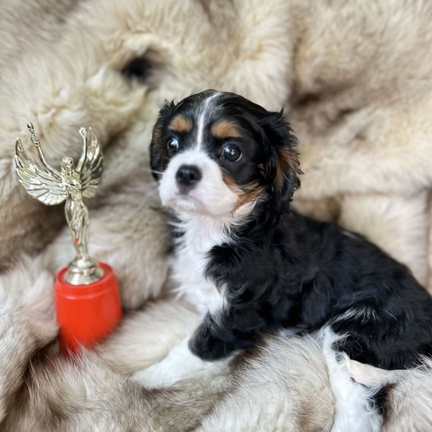 Кавалер кинг чарльз спаниель щенок девочка