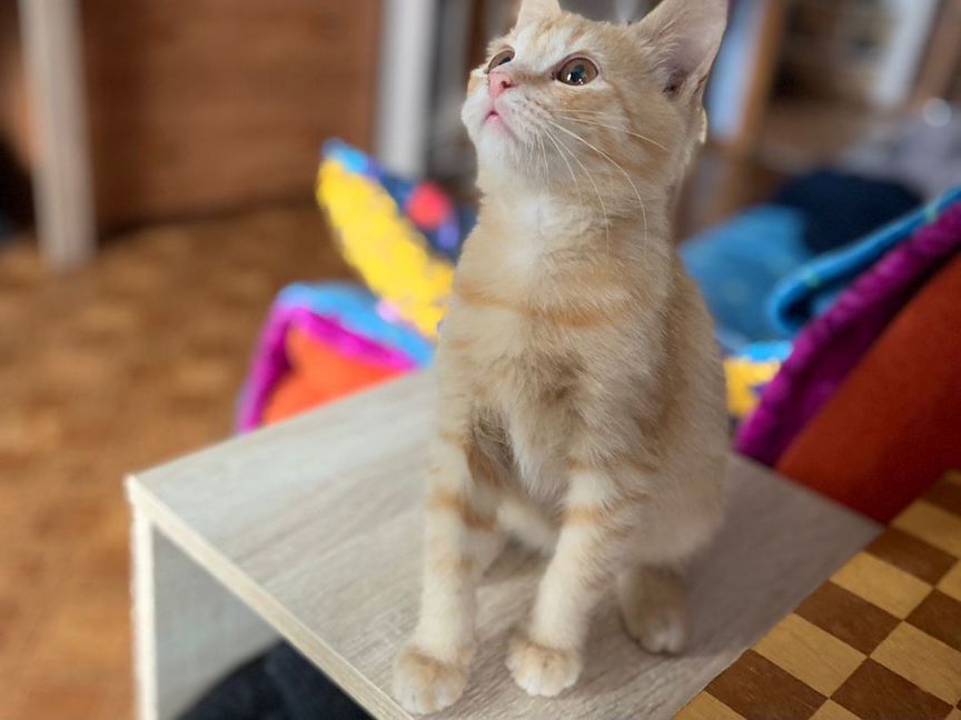 Рыжий котенок в добрые руки бесплатно