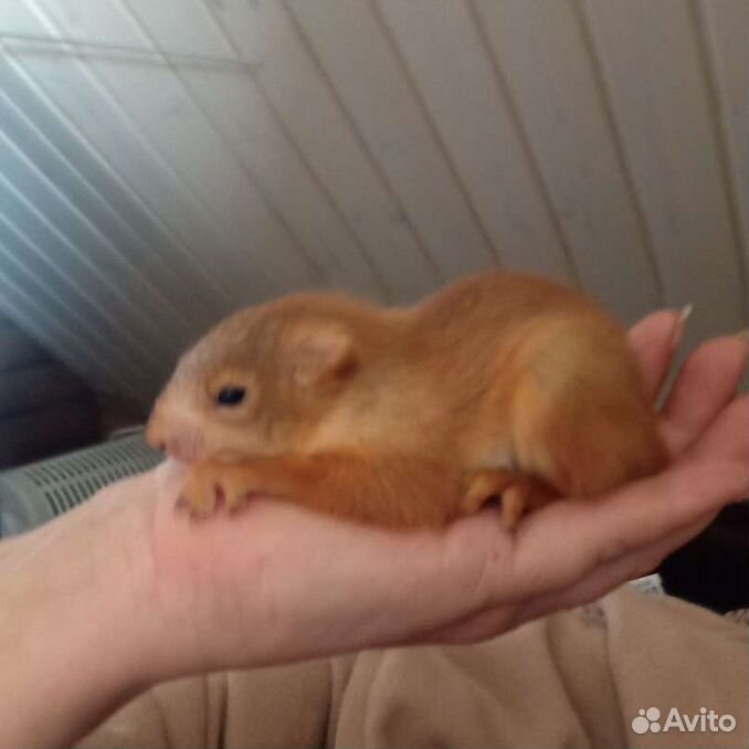 Белка Алтайчкая