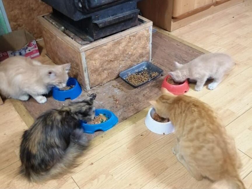 Собаки и кошки