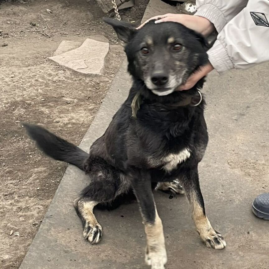 Собака в добрые руки отдам бесплатно