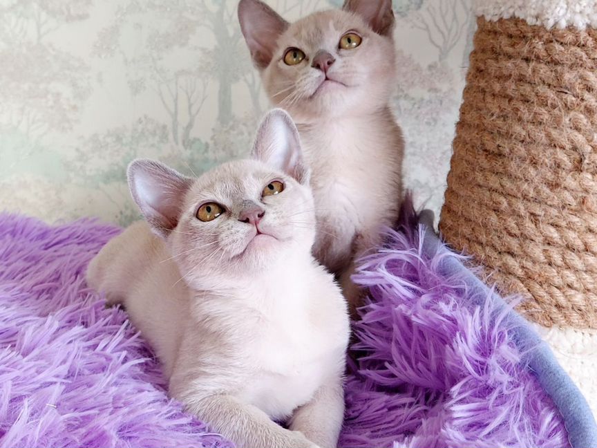 Бурманские лиловые девочки