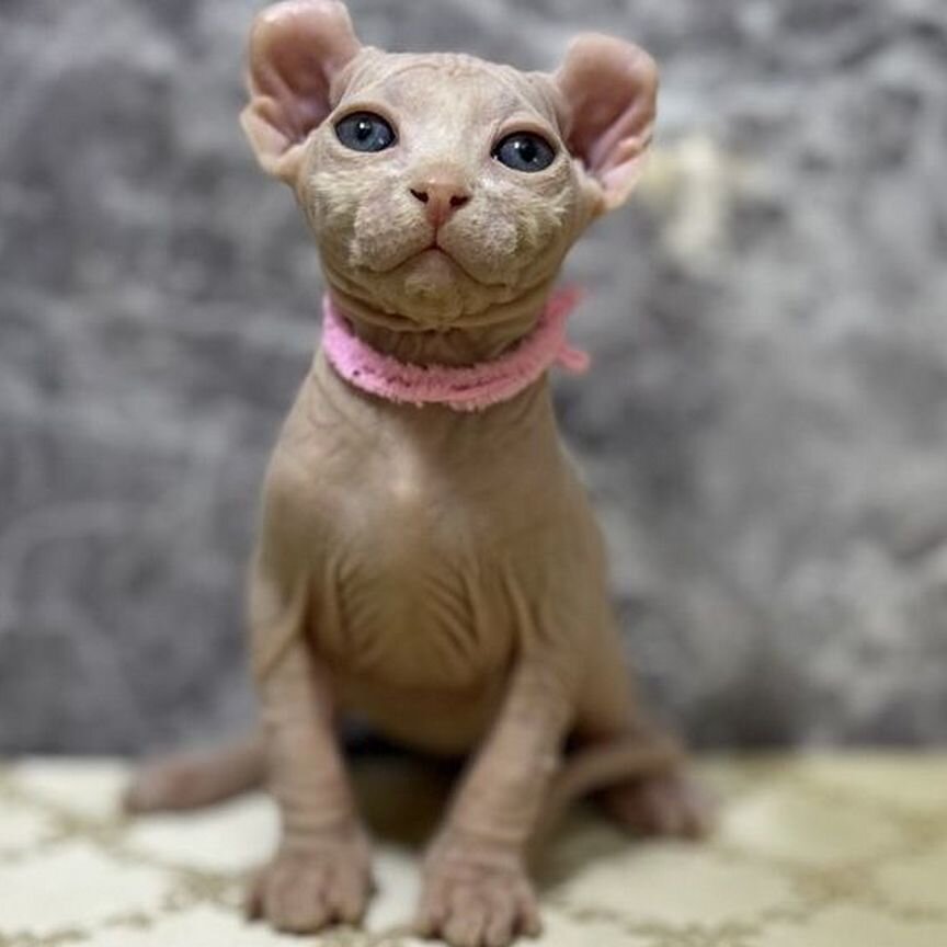 Канадский сфинкс котёнок
