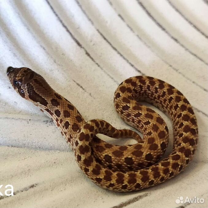 Свиноносый уж