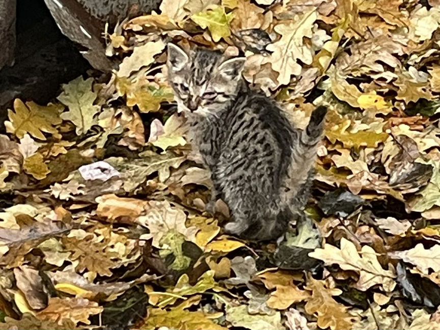 Котенок с больными глазами ищет дом