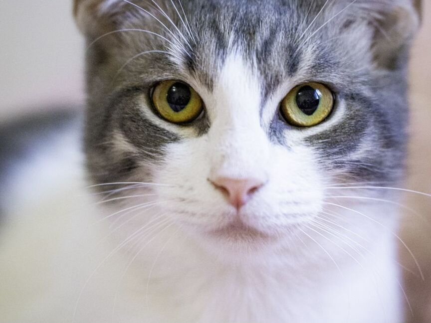 Котик ищет дом