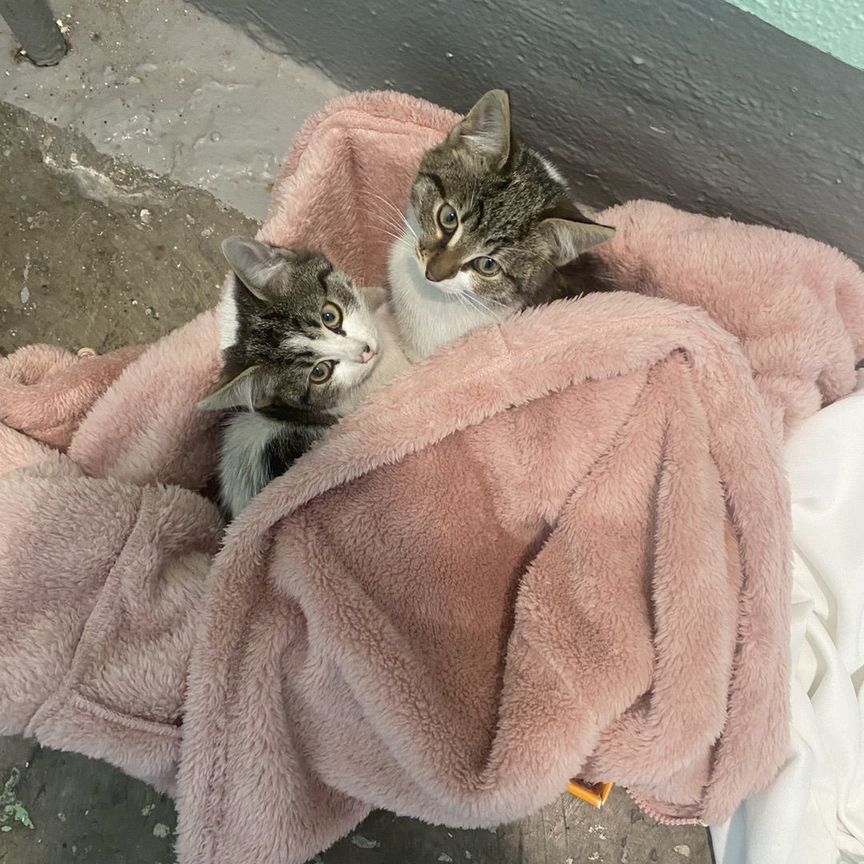 Котята девочки