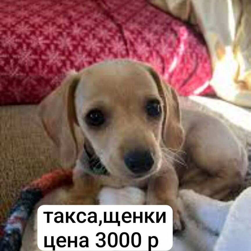 Щенок в добрые руки