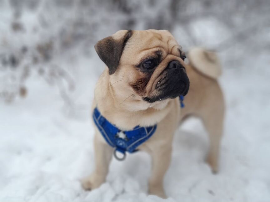 Мопс,вязка,Тогучин