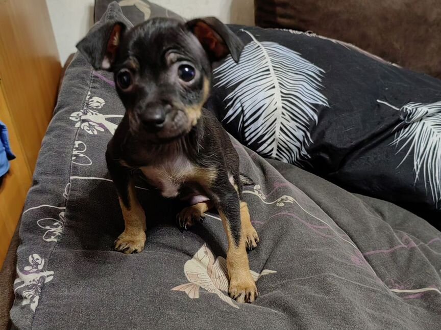 Щенки тойтерьера