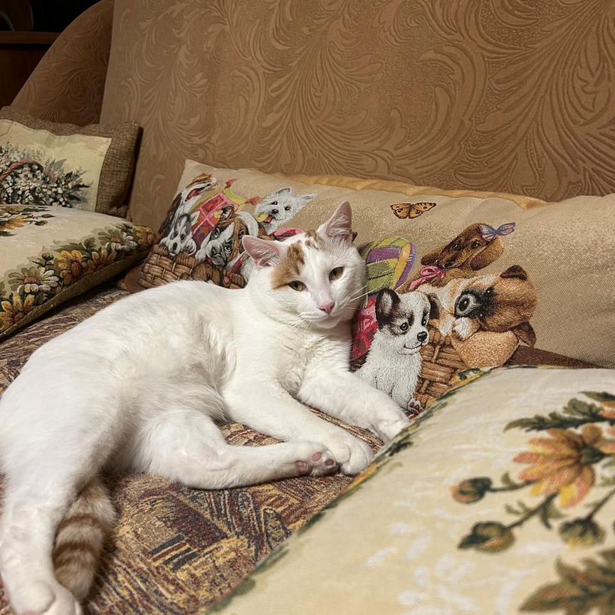 Котики бесплатно в добрые руки