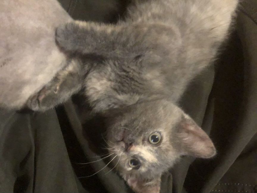 Котенок удивительной раскраски