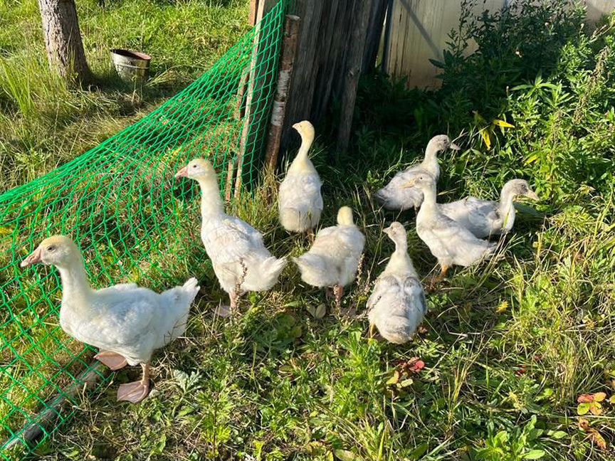 Гусь и утка