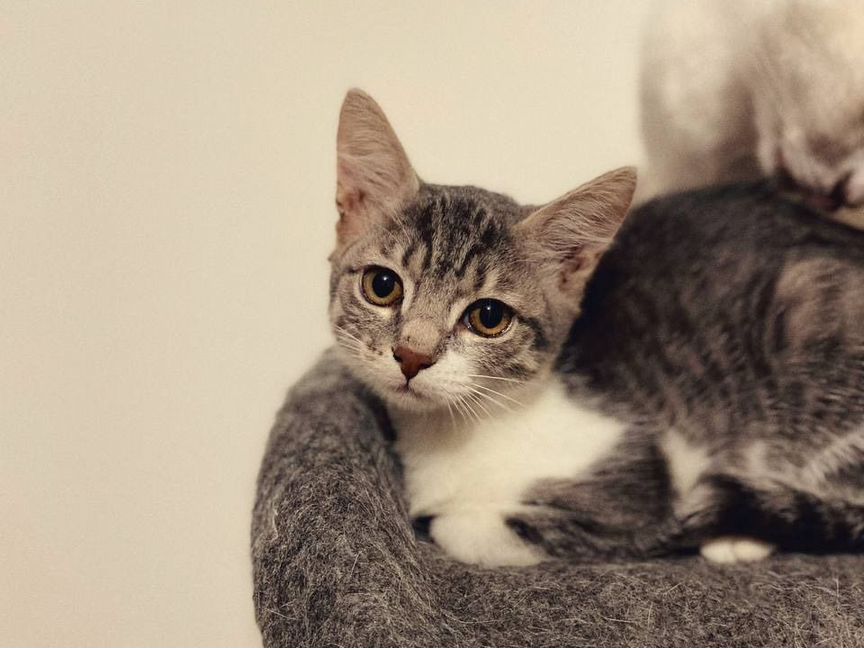 Кошка в дар бесплатно