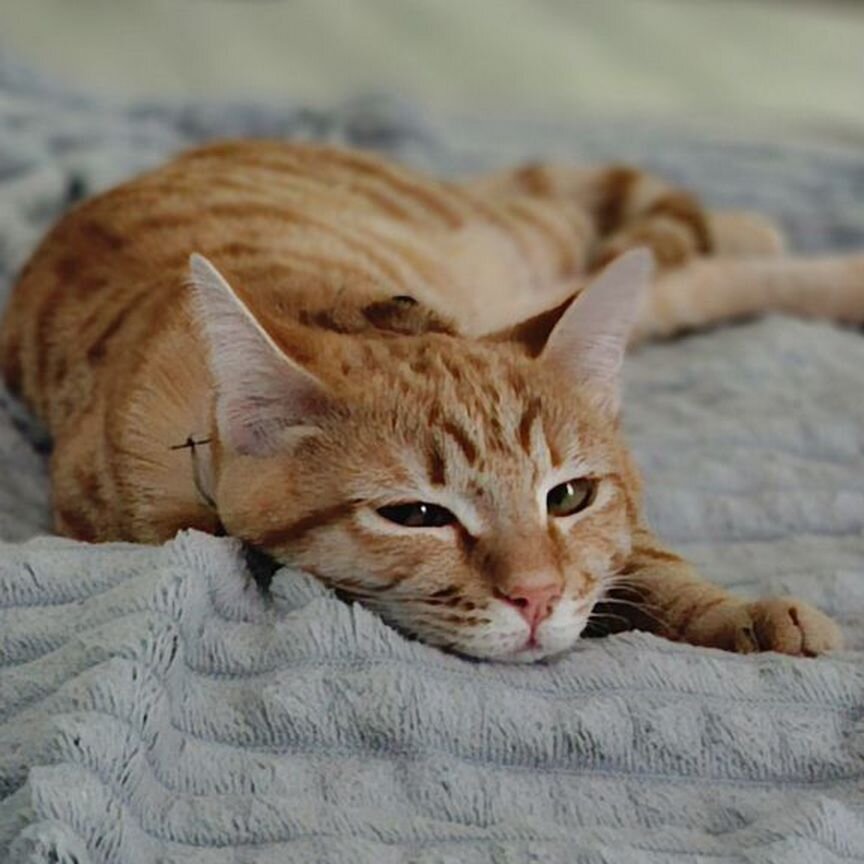 Персидская, взрослая кошка