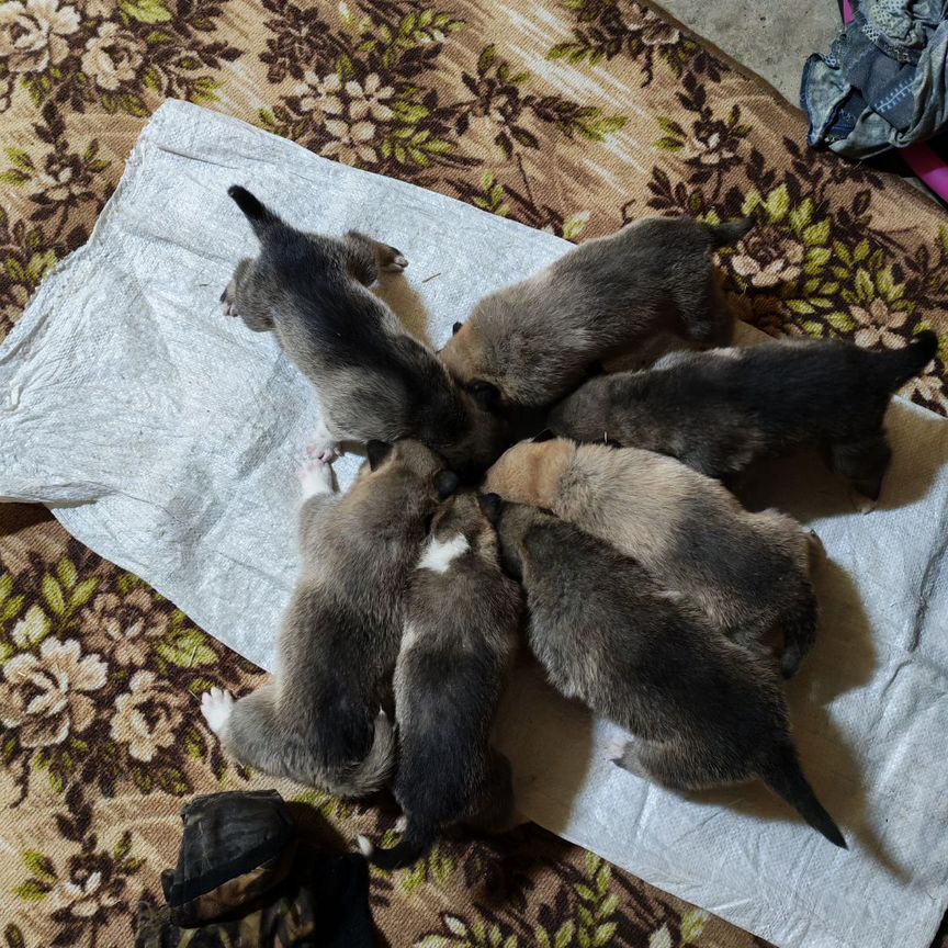 Западносибирская лайка, щенок