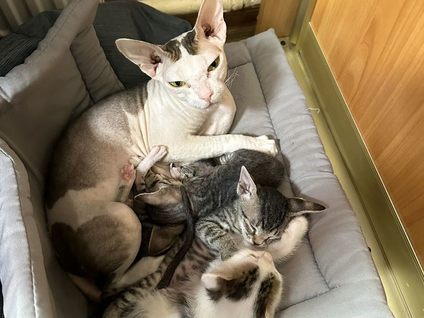 Донской сфинкс