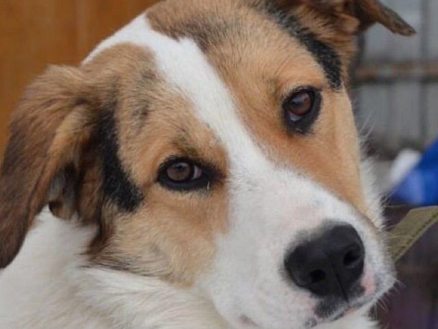 Ищет дом умная собака Белка