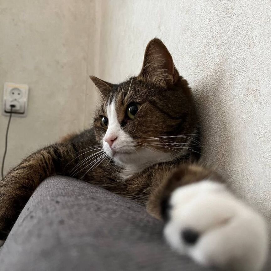 Отдам кошку в добрые руки