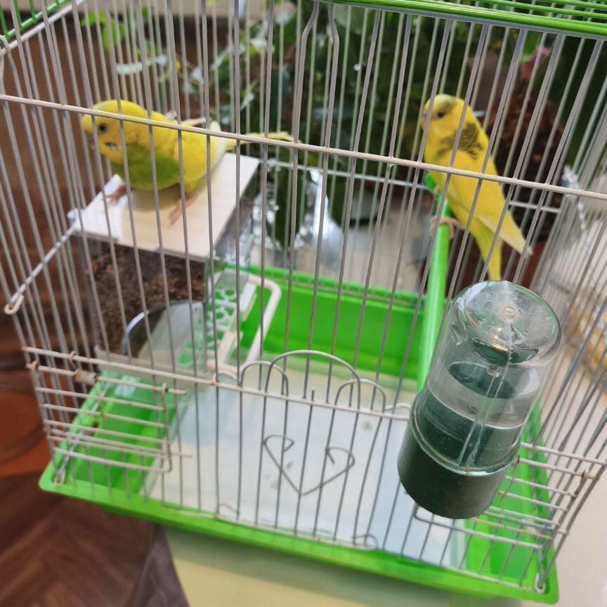 Волнистые попугаи (1.5 -2 года)