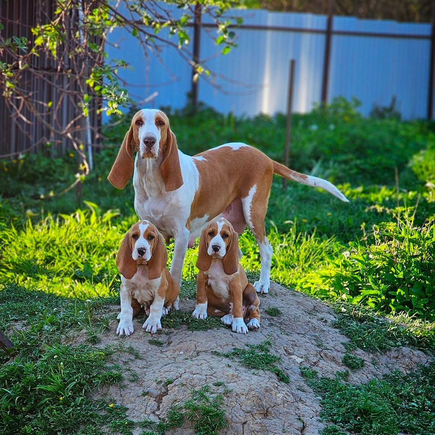 Щенки Редкой породы Гончей