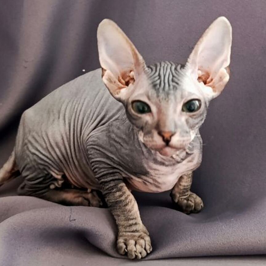 Канадский сфинкс котёнок