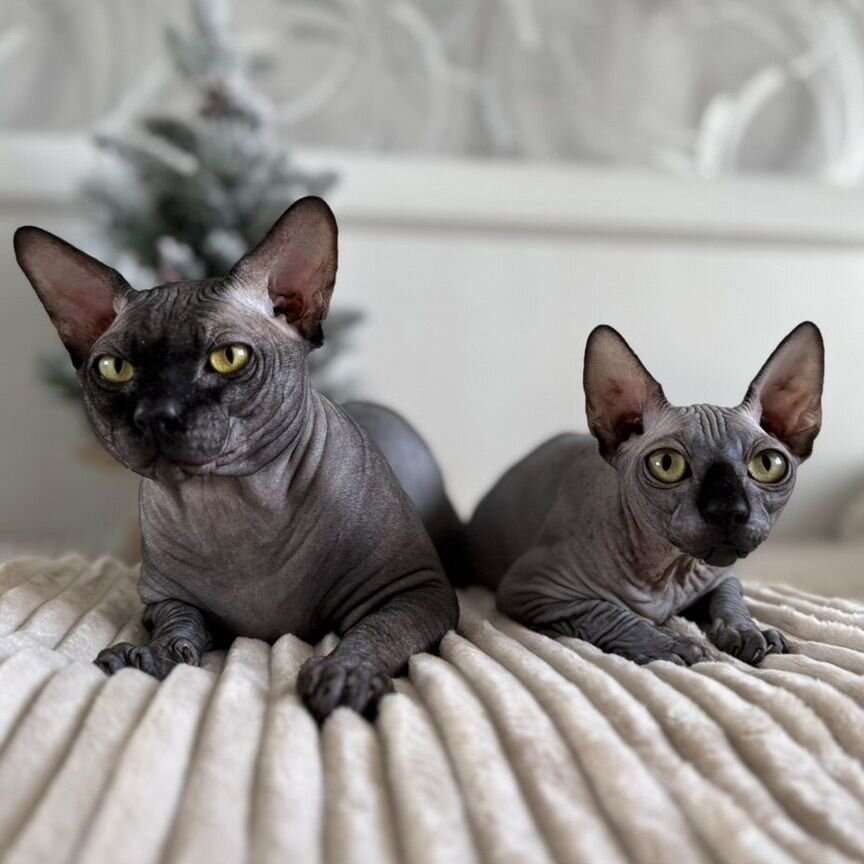 Котята донского сфинкса