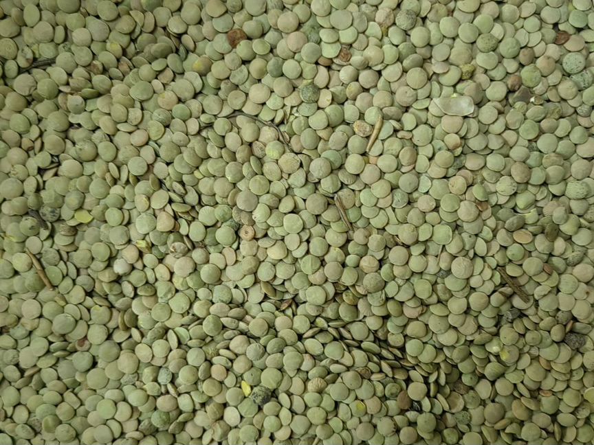 Чечевица, Лён, Нут