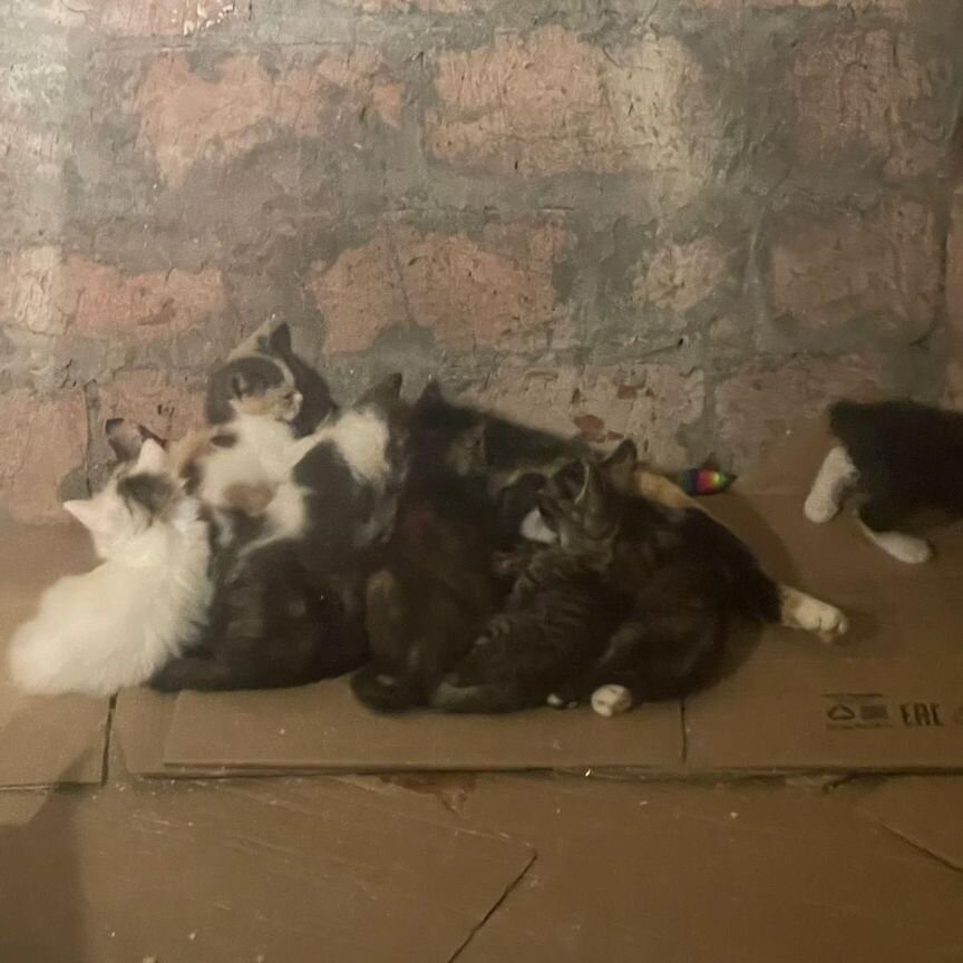 Великолепная Мурочка. Приют