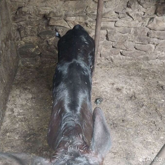 Телочка 1 месяц