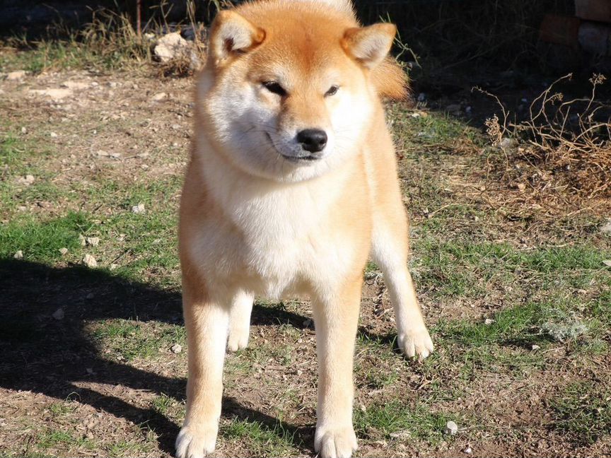 Сиба ину девочка шоу класса