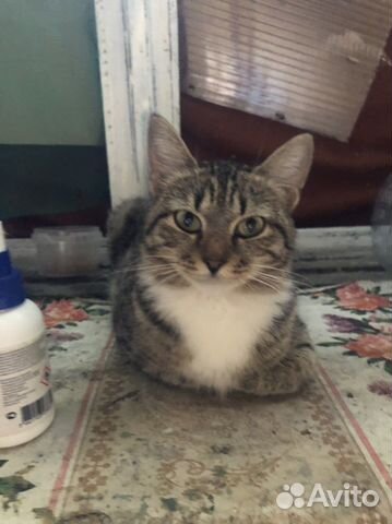 Кошка ласкуша ищет дом