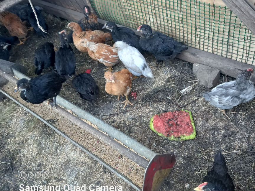 Молодки цыплята куры/петушки 2,5 мес Самовыводок